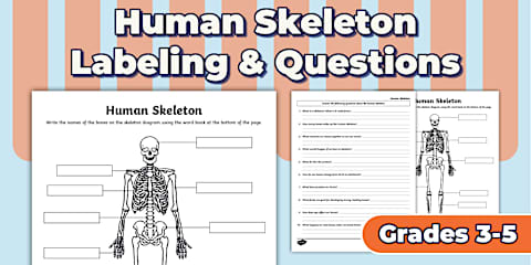 Fourth Grade Human Body Systems Test