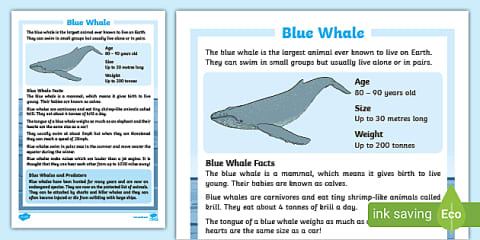 Humpback Whales Differentiated Reading Comprehension Activity