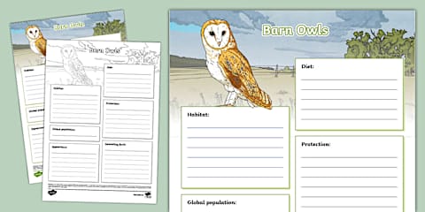 Owl Simile Poem Template