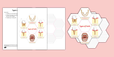 Types of Teeth Circles Booklet