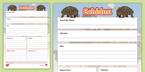 Australian Animals Echidna Information Report Writing Template