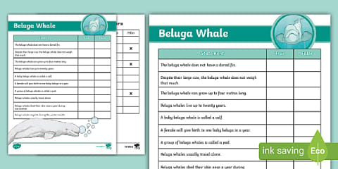 Beluga Whale Fact File Template