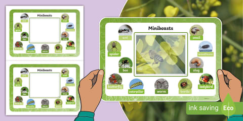 Australian Insects Photo Display Poster