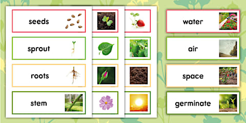 Y3 Plants Tiered Vocabulary Posters