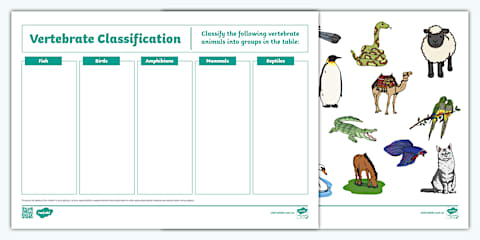 Vertebrate and Invertebrate Sorting Game