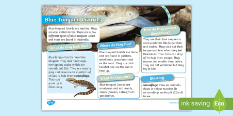 KS1 Thorny Devil Fact File