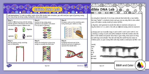 Strawberry DNA Worksheet Lab for 6th-8th Grade