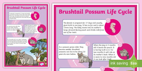 Life Cycle of a Brushtail Possum Display Poster