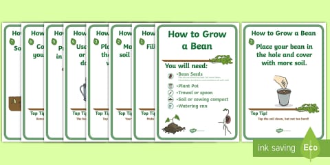Grow a Bean in a Bag EYLF Science Experiment and Prompt Card Pack