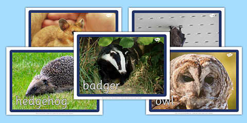 EYFS All About Nocturnal Animals Fact Files