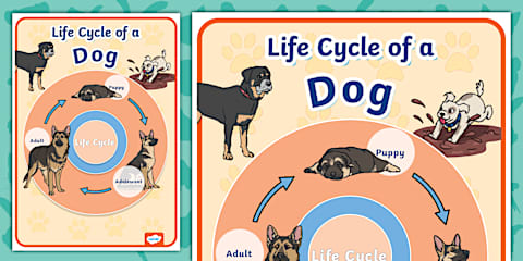 Life Cycle of a Dog Worksheet