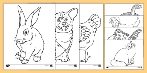 Pets Coloring Book