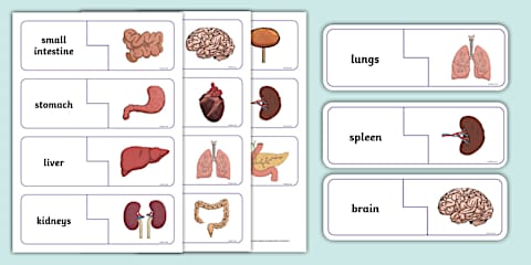 Organs of the Human Body Matching Cards