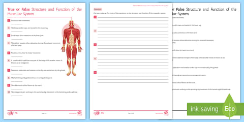 Muscle Labelling Activity - Resource | Muscular System Label