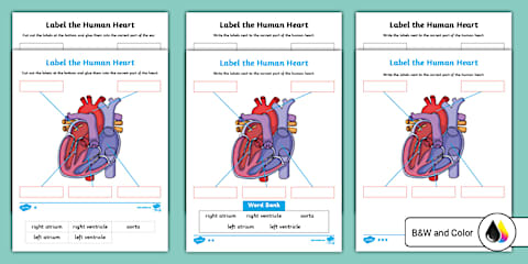 The Human Heart Reading Worksheet for 3rd-5th Grade