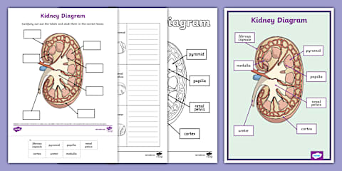 Maintaining Water Balance Worksheets | AQA Biology | Beyond