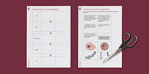Heredity Mystery Game