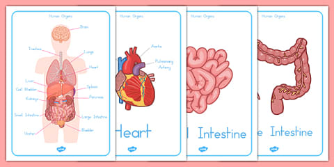 Organs of the Human Body Matching Cards