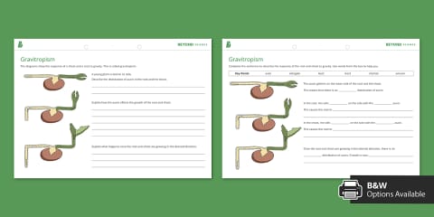 Phototropism Worksheet