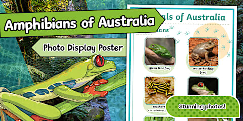 Wild Sketchbook Themed Patterns in Nature Display Poster