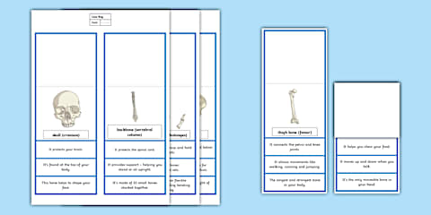 Skeletal and Muscle Systems Can You Guess? Cards