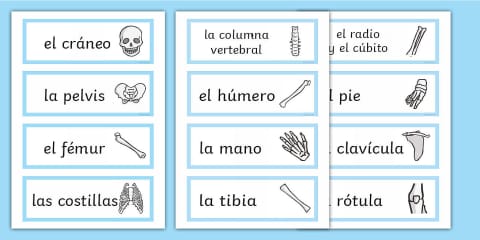 Ficha de actividad: Sistema óseo