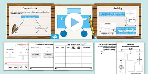 Year 3 Classification Keys PowerPoint Differentiated Lesson Teaching Pack