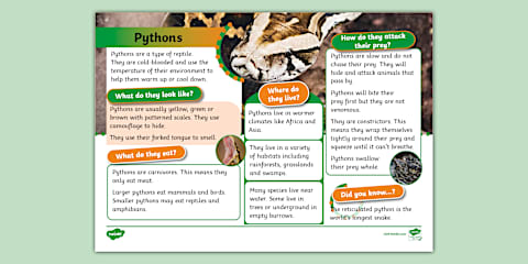 KS1 Hedgehog Fact File | Animal Fact Files | Twinkl