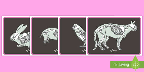 Animal X-Rays Display Photos