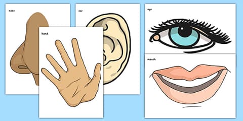 The Five Senses: All Five Senses Resource Pack