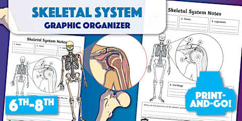 Types of Muscles Flash Cards