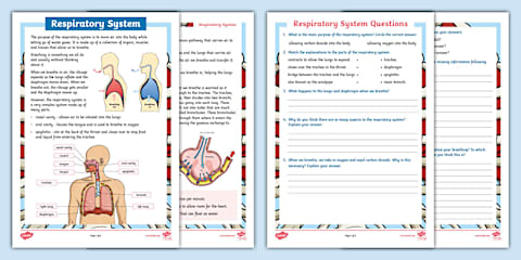 Circulatory System Reading Comprehension Worksheets | Twinkl