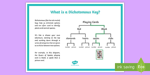 Design Your Own Dichotomous Key