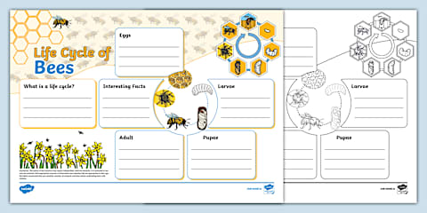 Life Cycle of a Honey Bee Activity Sheet