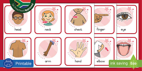 Preschool: My Body - Word Cards