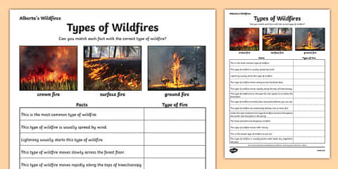 Third Grade Wildfires Reading Response Worksheet