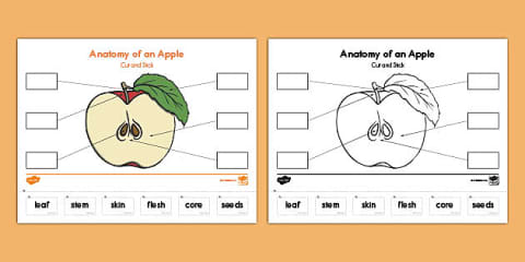 Life Cycle of an Apple Posters