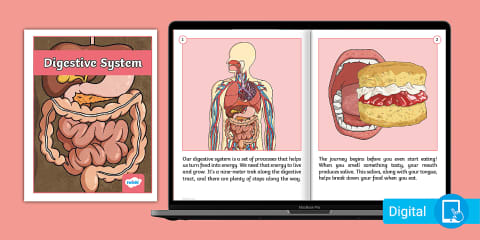 Digestive System PowerPoint & Google Slides for 3rd-5th Grade