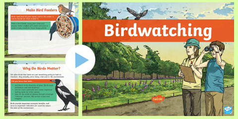 Bird Watching Bar Graph Worksheet