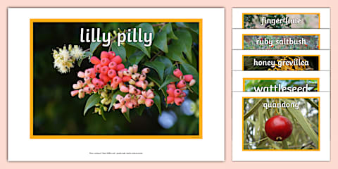 Australian Bush Tucker Plants Poster