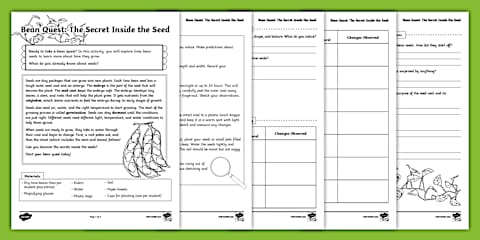 Lima Bean Dissection for 3rd-5th Grade