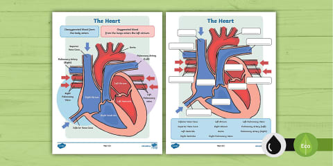 Parts of the Heart Worksheet