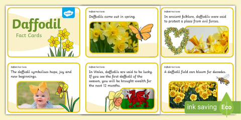 Daffodil Life Cycle Display Poster
