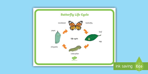Common Australian Butterflies Identification Guide