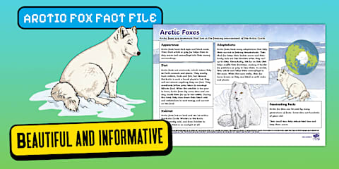 Third Grade Arctic Fox Reading Passage Comprehension Worksheet