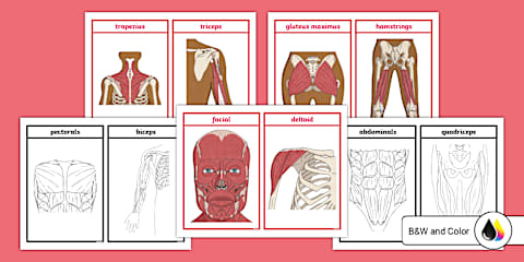 The Muscular System: Muscle Labeling Worksheet for Older Learners