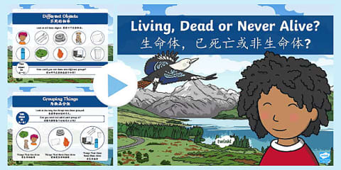Alive, Once Alive, Never Alive Sorting Game