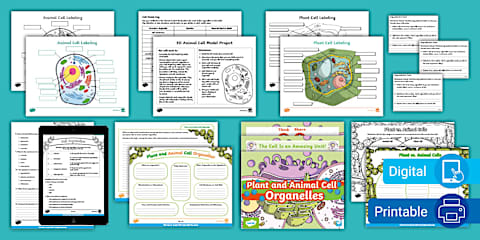Plant Cell Labeling Worksheet for 6th-8th Grade