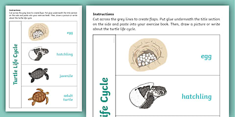 Early Childhood Label the Sea Turtle Cut and Paste Worksheet