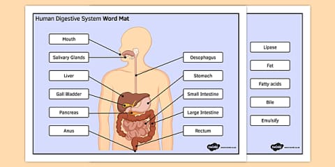 Parts and Function of the Digestive System Mind Map
